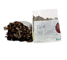 Buy Peninsula Farms Baby Red Oakleaf - Bahrain, 1 Piece Online in ...