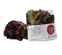 Buy Peninsula Farms Baby Lollo Rossa - Bahrain, 1 Piece Online in ...