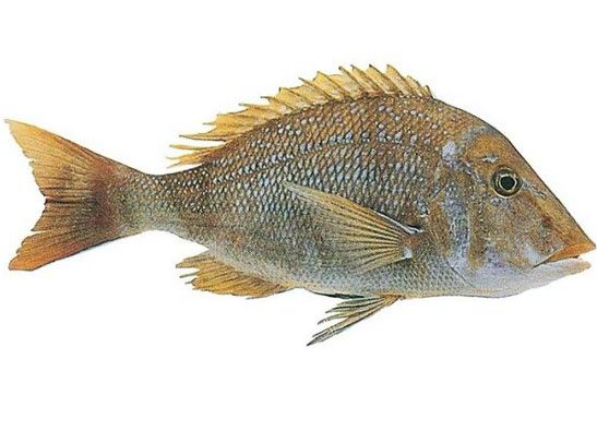 Buy Sharry Fresh Fish Bahrain 400 g Online in Bahrain | Talabat Bahrain