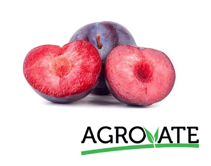 Buy Agrovate Imported European Red Plums, 500g Online in Egypt ...
