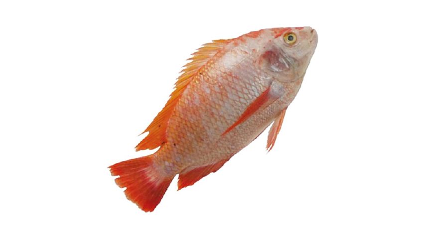 Big Eye Tilapia Merah Bersih (Medium) 400g - 500g delivery near you ...