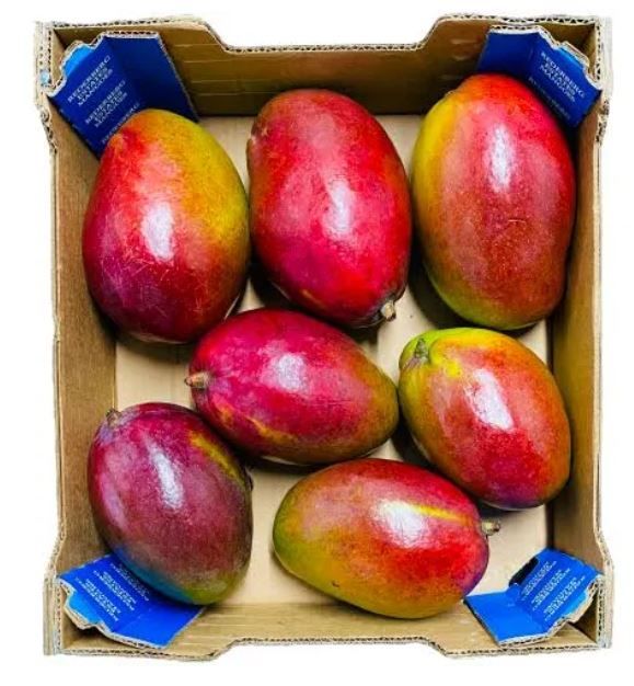 اشترِ Mango Tommy Egypt Box أونلاين في الإمارات | طلبات الإمارات