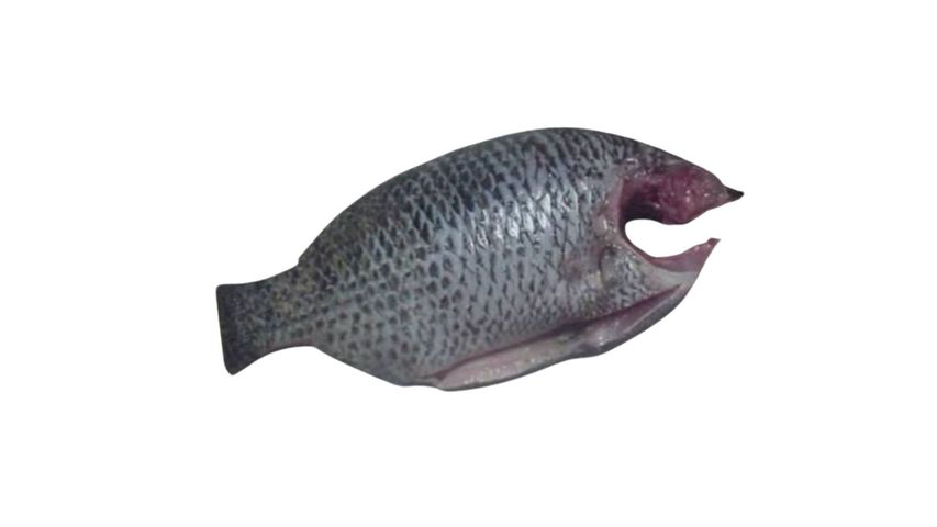 Telapiya Fish Whole Clean For Bbq 1Kg delivery in Bangladesh | foodpanda