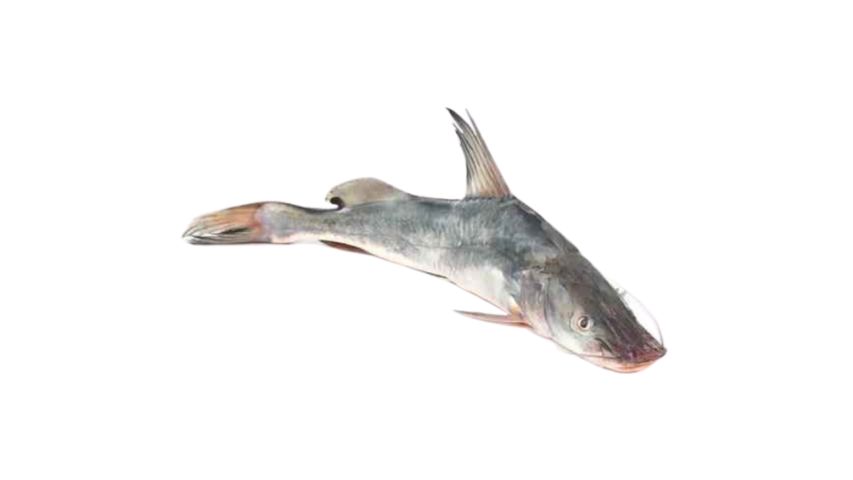 Ayer Fish Medium Cut & Clean 500g (1.500kg+ Sized Fish) delivery in Bangladesh | foodpanda