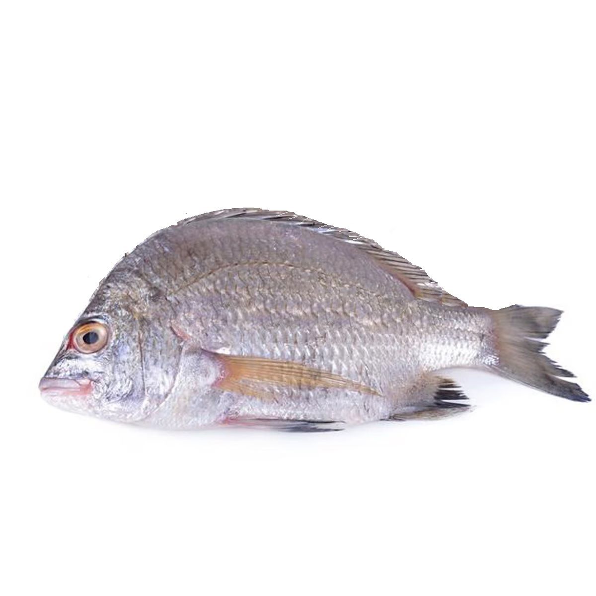 اشترِ Koffer Fish 500gm (Cleaned) أونلاين في Oman | طلبات Oman