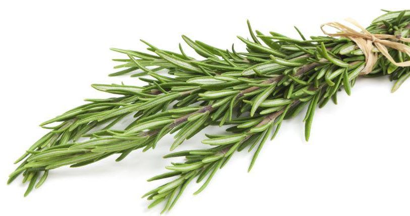 Buy Rosemary Hydroponics, 20g Online in Oman | Talabat Oman