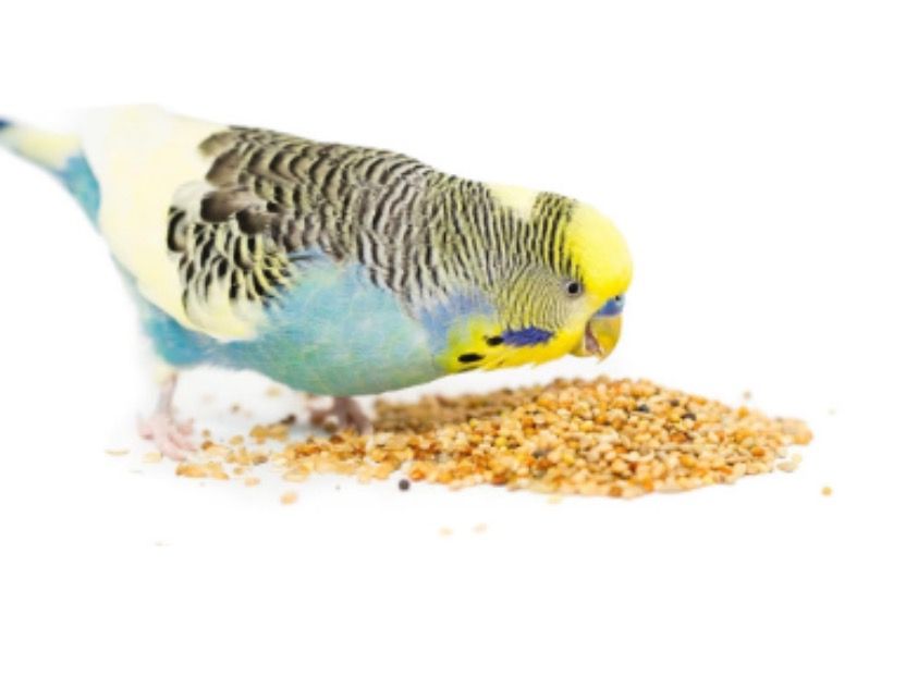 Blue Fish - Pets delivery service in Bahrain | Talabat
