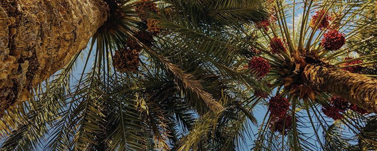 Donate Food to People in Need | Talabat