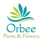 Orbee Plants & Flowers delivery service in Qatar | Talabat