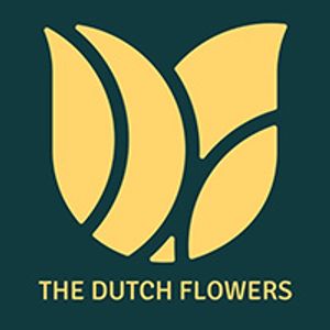 The Dutch Flowers delivery service in Qatar | Talabat