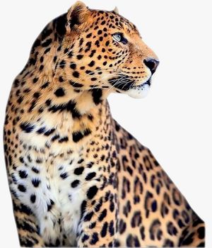 Sabroso by Nouga delivery service in Qatar | Talabat