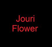 Jouri Flower catalog | Flowers delivery in Siddiq | Talabat